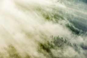 Samolepící fototapeta mlhavý les - 225x150 cm
