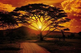Postershop Fototapeta vliesová: Africký západ slunce - 184x254 cm
