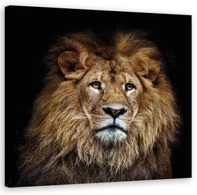 Obraz na plátně, Majestátní lev - 50x50 cm