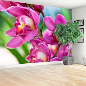 Fototapeta Růžové orchideje