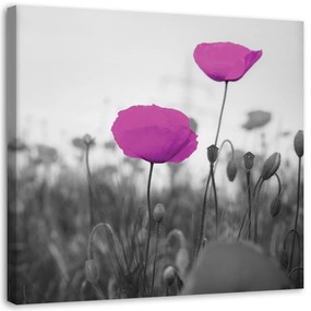 Obraz na plátně Polní máky fialové - 30x30 cm