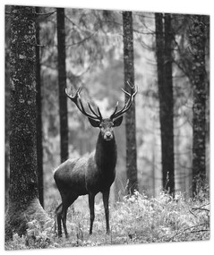 Obraz - Jelen v lese 2, černobílá (30x30 cm)