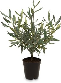 Olivovník- 50cm