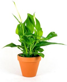 Spathiphyllum, průměr 12-13 cm