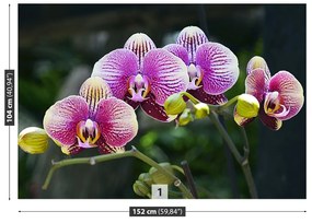 Fototapeta Fialová orchidej 104x70