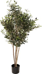 Olivovník v květináči 130 cm