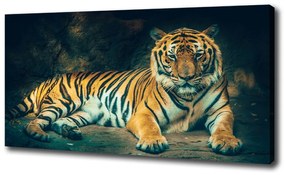 Wallmuralia Foto obraz na plátně Tygr v jeskyni 100x50