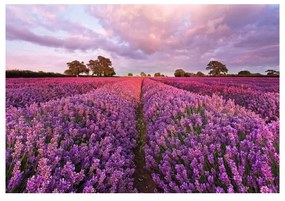 FOTOTAPETA LAVENDEL 1-615