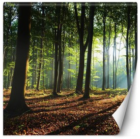 Gario Fototapeta Les a slunce pronikající korunami stromů Materiál: Vliesová, Rozměry: 100 x 100 cm