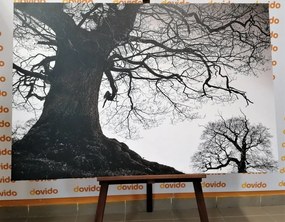 Obraz symbióza stromů v černobílém provedení - 60x40 cm