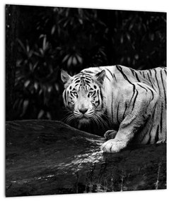 Obraz - Tygr albín, černobílý (30x30 cm)