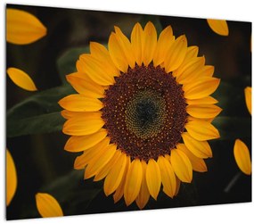 Skleněný obraz - Slunečnice a lístky květů (70x50 cm)