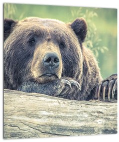 Obraz medvěda (30x30 cm)