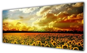Plexisklo-obraz Pole Slunečnic Krajina 125x50 cm