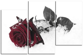 Obraz na plátně - Růže na sněhu 1103FC (105x70 cm)