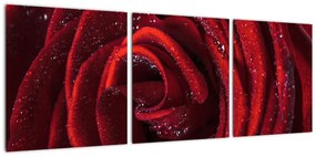 Detail růže, obraz