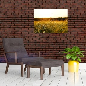 Skleněný obraz orosené trávy (70x50 cm)