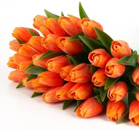 Tulipán oranžový květ 40cm