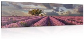 Obraz země levandulových polí - 120x40 cm