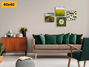 Set obrazů louka plná květin - 4x 60x60 cm
