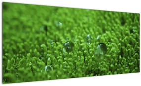 Detail trávy - obraz (100x40cm)