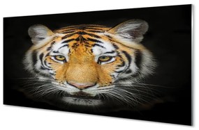 Obraz na skle Tygr 125x50 cm