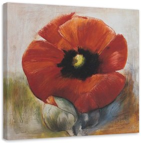 Obraz na plátně Květy máku Akryl - 60x60 cm