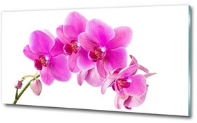Wallmuralia Fotoobraz na skle Růžová orchidej 100x50