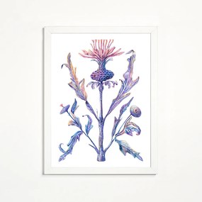 Filip Šenkeřík | Centaurea Rám: Bílý, Velikost: 30 x 20 cm