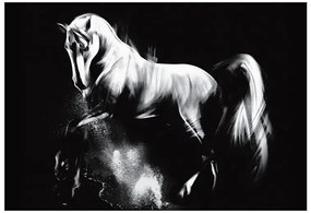 Obraz na plátně Lipicánský Kůň 2, Série Vídeň