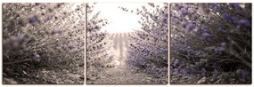 Obraz na plátně - Stezka mezi levanduloví keři - panoráma 566FB (120x40 cm)