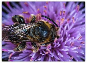 Skleněný obraz včely na květině (70x50 cm)
