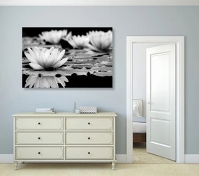 Obraz lotosový květ v černobílém provedení Varianta: 120x80