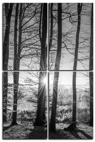 Obraz na plátně - Podzimní ráno v lese - obdélník 7251QE (120x80 cm)