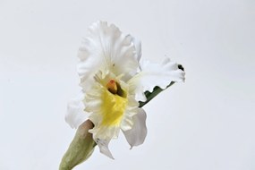 Hitra Květina  / větev orchidej CATTLEYA krémová 28cm