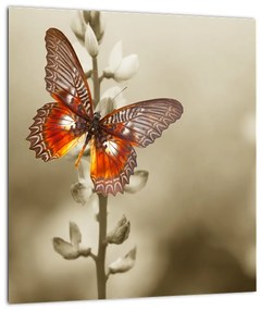 Obraz motýla (30x30 cm)