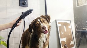 Hansgrohe DogShower, ruční sprcha pro psa, černá matná, HAN-26640670