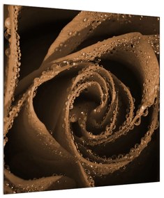 Obraz růže s kapkami (50x50 cm)