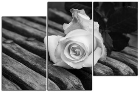 Obraz na plátně - Bílá růže na lavici  1224QD (120x80 cm)