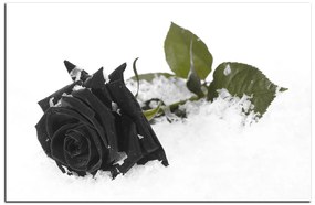 Obraz na plátně -  Růže na sněhu 1103QA (100x70 cm)