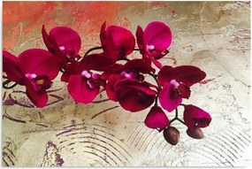 FOTO-Obraz Plátno Canvas Orchideje 10 70x50