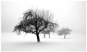 Fototapeta - zima - stromy