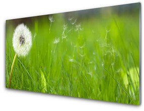 Obraz na skle Pampeliška Tráva Rostlina 120x60 cm