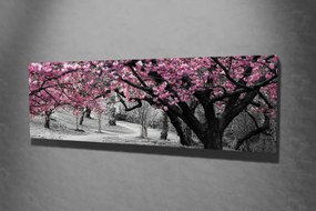 Obraz na plátně Cherry tree alley PC017 30x80 cm