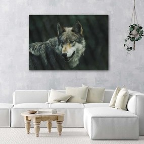Gario Obraz na plátně Šedý vlk Rozměry: 60 x 40 cm