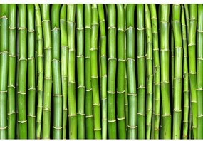 DIMEX | Samolepicí vliesová fototapeta na zeď Bambus MA-5-0165 | 375 x 250 cm | zelená
