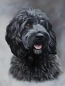 NORIMPEX Diamantové malování Černý Cockapoo / 30x40 cm