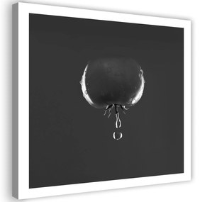 Gario Obraz na plátně Rajče a kapky vody - černobílý Rozměry: 30 x 30 cm