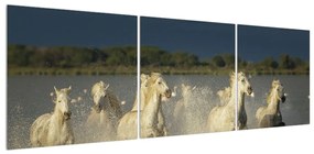Obraz bílých koní (150x50 cm)