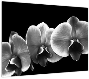 Skleněný obraz květu orchideje (70x50 cm)